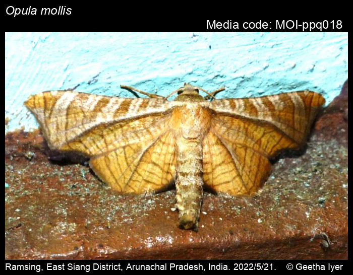 Opula mollis (Warren, 1896) - | Moths